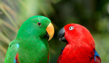 Sun Conure - Care Guide, Information & Price - Petsoid