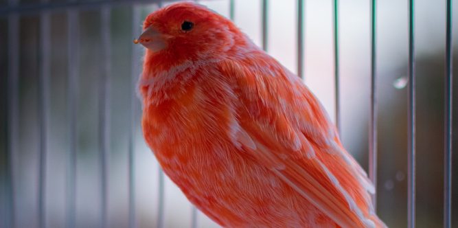 Red Factor Canary - Care Guide, Info & Price - Petsoid