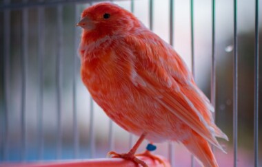 Red Factor Canary Care Guide, Info & Price » Petsoid