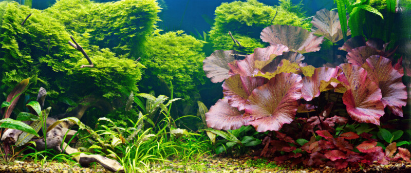 Tiger Lotus - Care guide & information » Petsoid