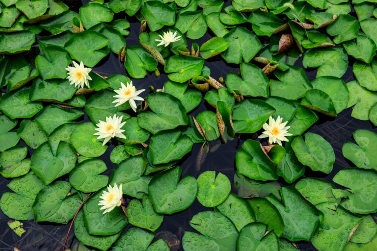 Tiger Lotus - Care guide & information » Petsoid