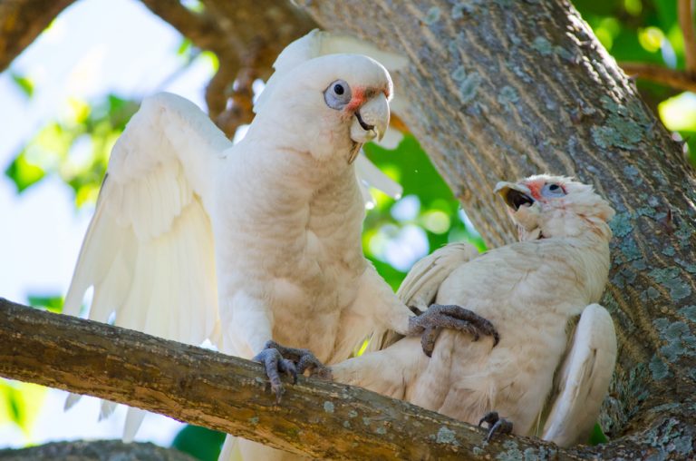 Goffins Cockatoo Care Guide - Diet, Lifespan & More » Petsoid