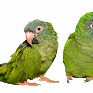Sun Conure Care Guide - Diet, Lifespan & More » Petsoid