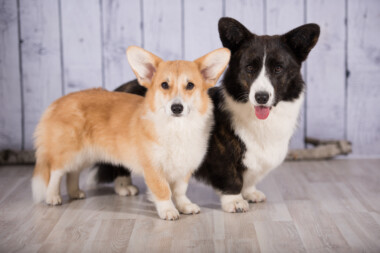 Cardigan & Pembroke Welsh Corgis Differences » Petsoid
