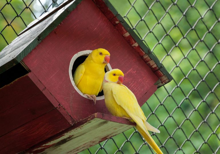 Canary Care Guide - Types, Lifespan & More » Petsoid