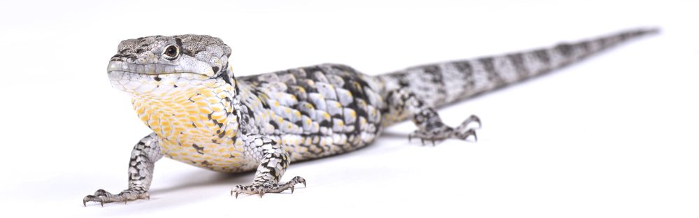 Abronia Arboreal - Alligator Lizard - Care Guide - Petsoid
