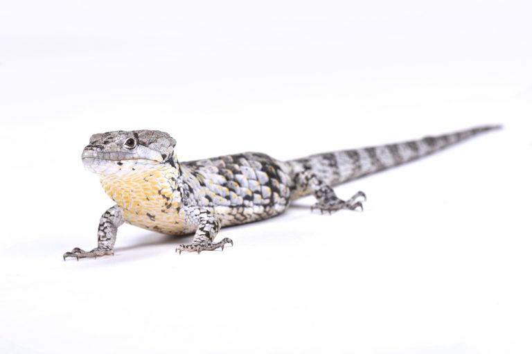 Abronia Arboreal / Alligator Lizard Care Guide » Petsoid