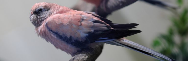 Bourke Parakeet Care Guide - Diet, Lifespan & More » Petsoid