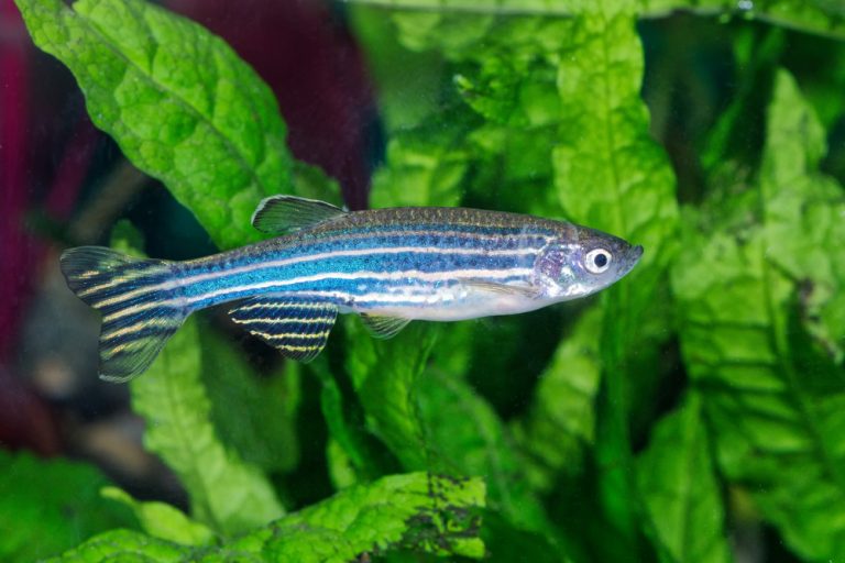 10 Low Maintenance Fish for Beginners » Petsoid