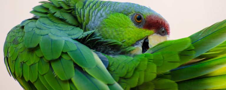 Lilac-Crowned Amazon Care Guide - Lifespan & Info » Petsoid