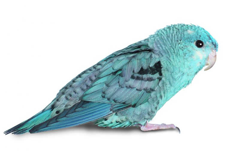 Lineolated Parakeet Care Guide - Diet, Price & More » Petsoid