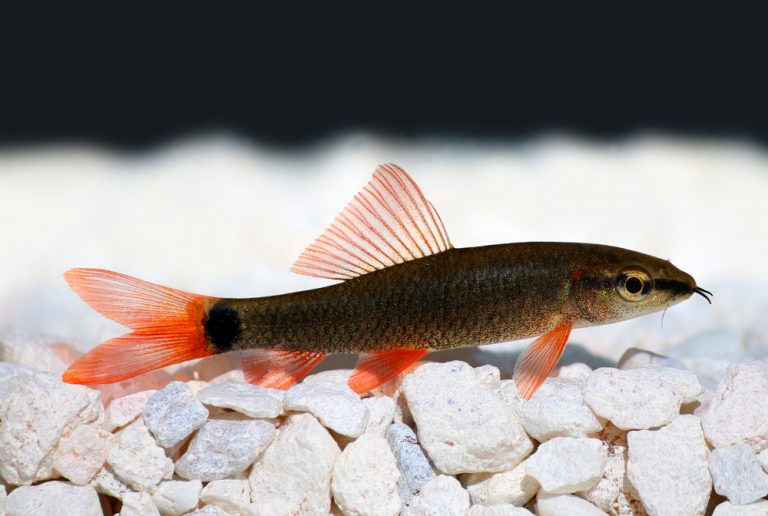 10 Most Aggressive Freshwater Fish » Petsoid