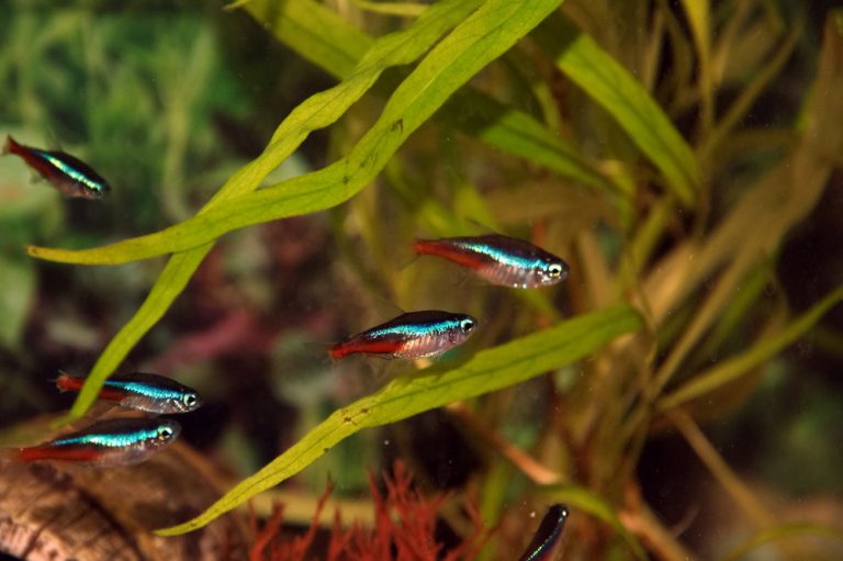 10 Low Maintenance Fish for Beginners » Petsoid