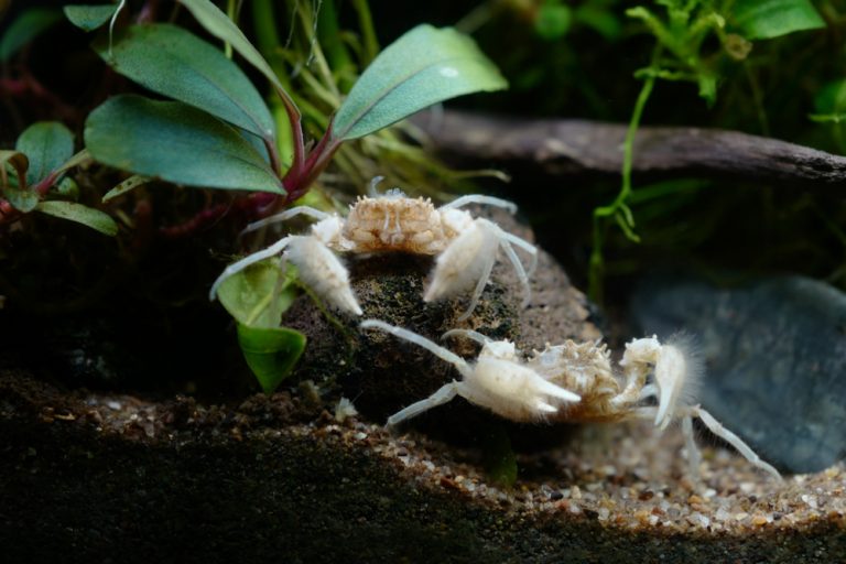7 Freshwater Aquarium Crabs - Types » Petsoid
