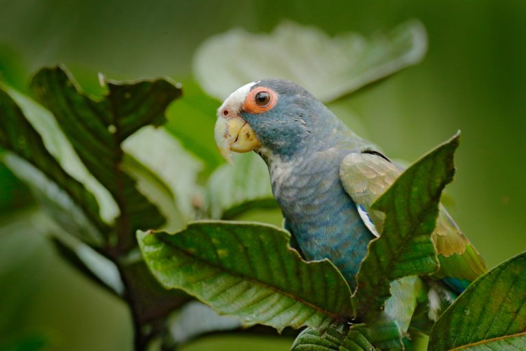 White Capped Pionus Care Guide - Lifespan & Diet » Petsoid