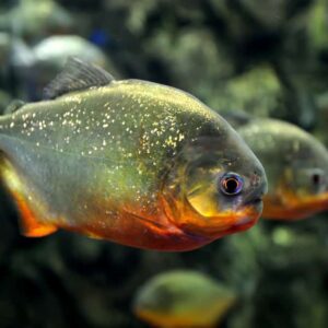 Do Aquarium Fish Vomit & How Can You Prevent It? » Petsoid