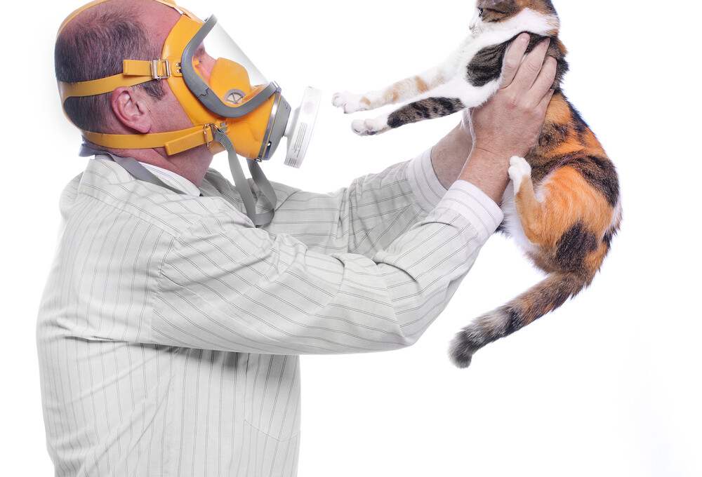 Cats vs Dogs: 11 Things you should consider before making your choice