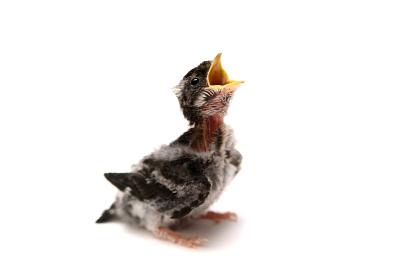 How To Tell Your Bird’s Age » Petsoid