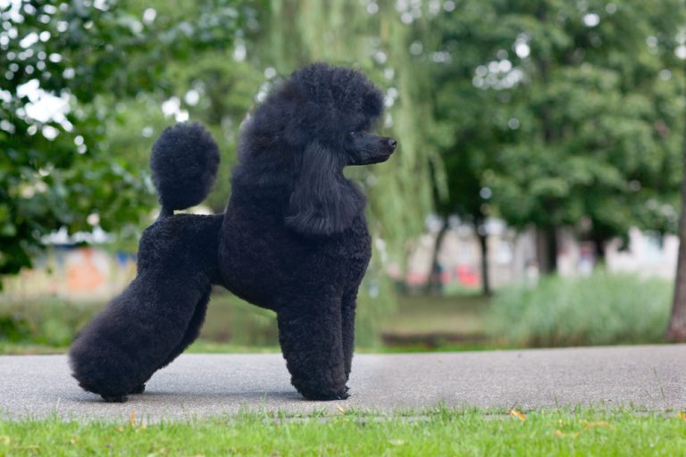 What Qualifies As A Medium Sized Dog Petsoid what-qualifies-as-a-medium-sized-dog-petsoid