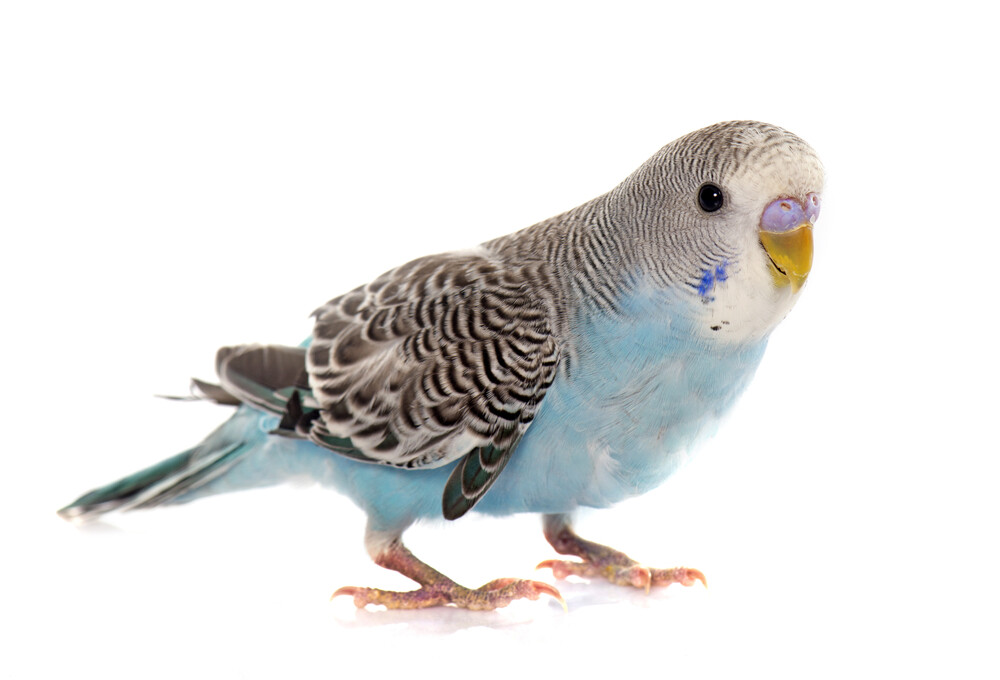 8 Different Sounds Budgies can Make » Petsoid