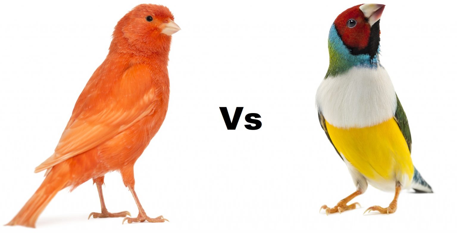Finch vs Canary Bird - Differences » Petsoid