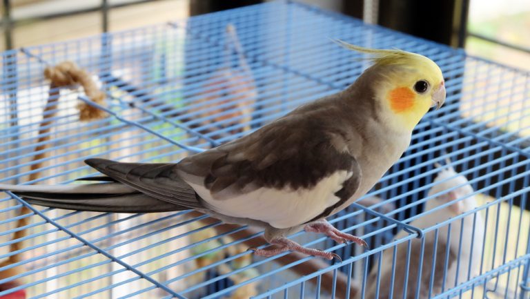How to Teach Your Cockatiel Tricks » Petsoid