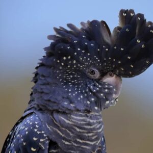 Goffins Cockatoo Care Guide - Diet, Lifespan & More » Petsoid