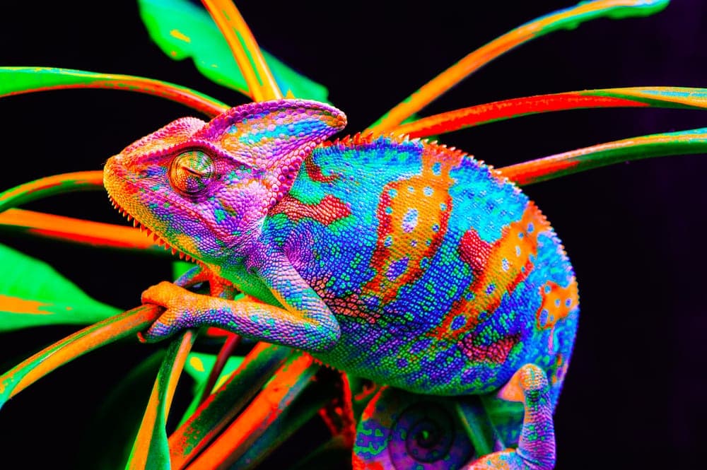 Veiled Chameleon Care Guide Diet Lifespan More Petsoid