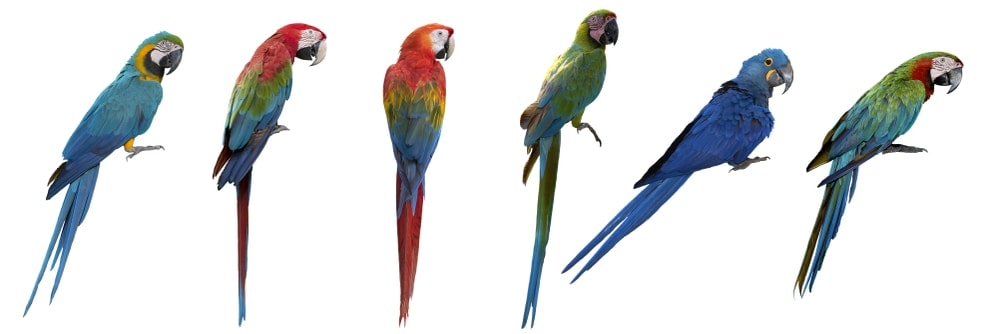 Most Colorful Parrot Species - Petsoid