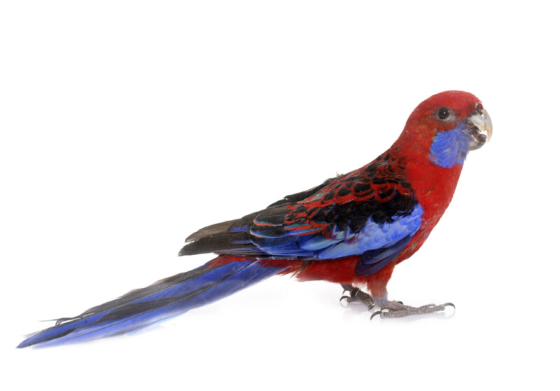 Rosella Care Guide - Types, Lifespan & More » Petsoid