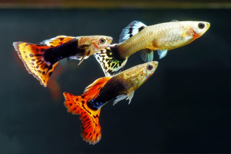 10 Low Maintenance Fish for Beginners » Petsoid