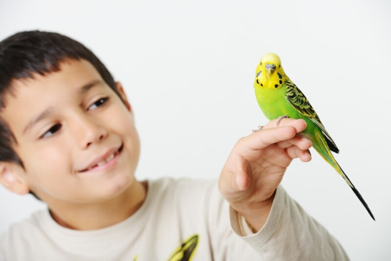 11 Best Pet Birds for Beginners » Petsoid