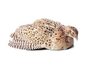 How To Tell Your Bird’s Age » Petsoid