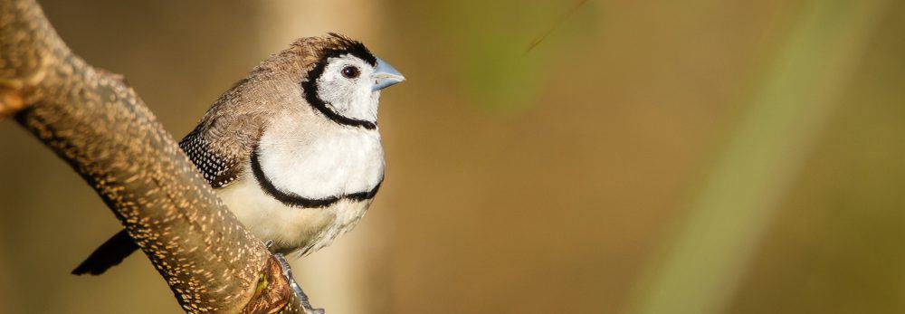 Owl Finch - Care Guide & Info - Petsoid