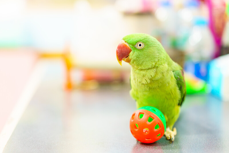 How Smart Are Parakeets? » Petsoid
