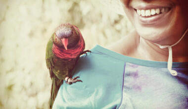 Budgie vs Cockatiel - Which is right for you? - Petsoid