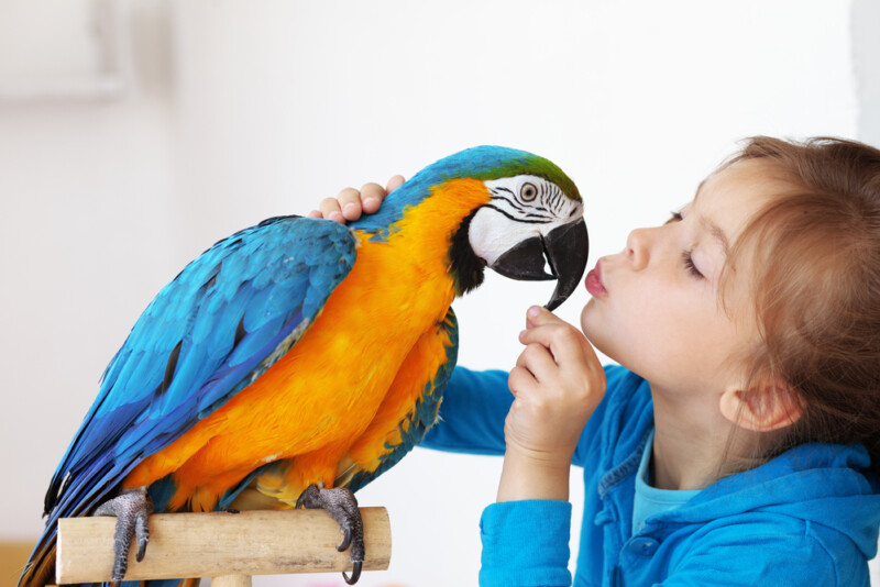 11 Best Pet Birds for Beginners » Petsoid