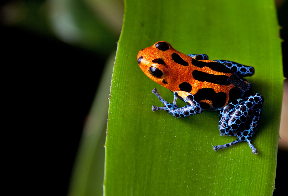 White's Tree Frog Care Guide - Diet, Lifespan & More » Petsoid