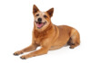 How Big Do Red Heeler Dogs Get? » Petsoid