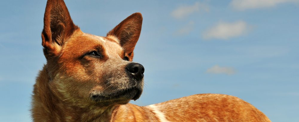 How Big Do Red Heeler Dogs Get? - Petsoid