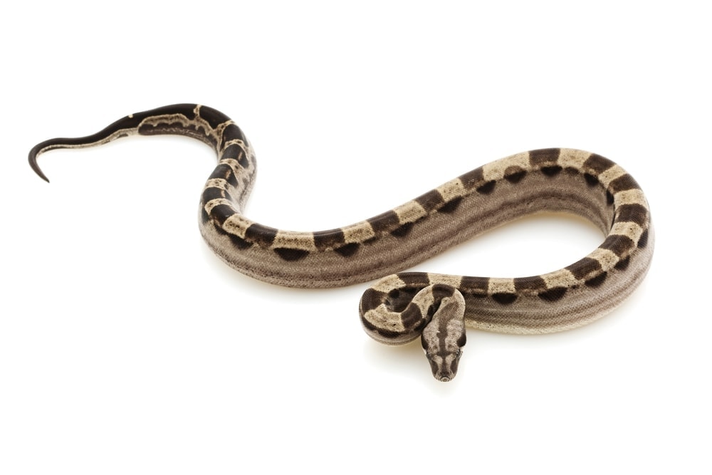 Red Tailed Boa Constrictor Care Guide » Petsoid Red Tailed Boa Constrictor Care Guide » Petsoid