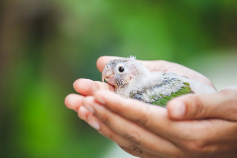6 Things That Scare your Pet Bird » Petsoid