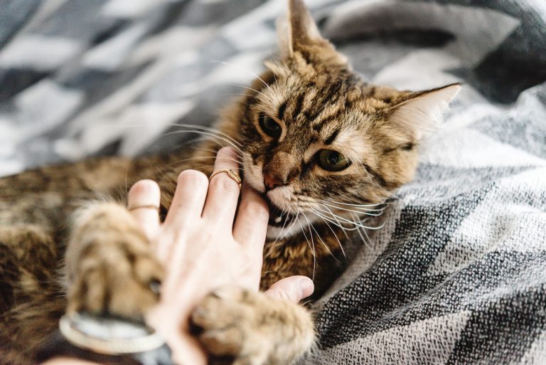 Why Do Cats Bite While Getting Petted? » Petsoid Why Do Cats Bite While Getting Petted? » Petsoid