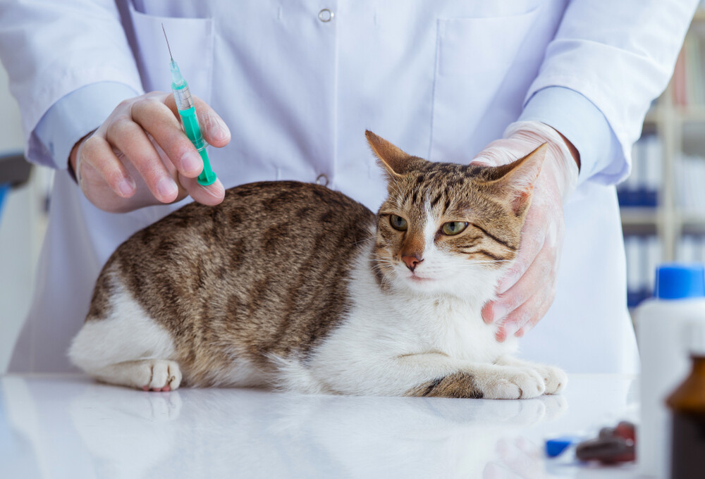 10 Signs That Your Cat is Sick or in Pain - Petsoid