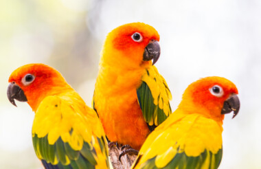Most Colorful Parrot Species » Petsoid