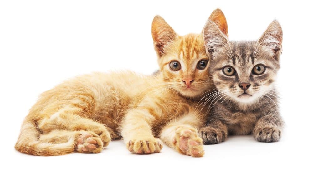 Tabby Cat Patterns - Types & Information - Petsoid