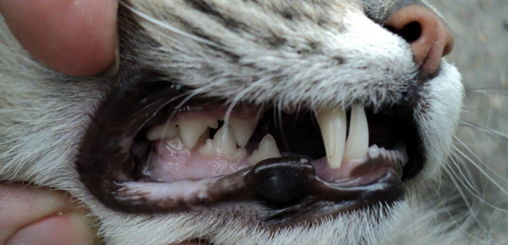 Why Do Cats Grind Their Teeths? - Petsoid