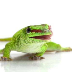 Gargoyle Gecko Care Guide - Diet, Lifespan & More » Petsoid