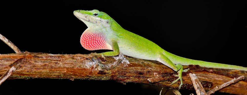 Anoles Breeding Guide & Information - Petsoid