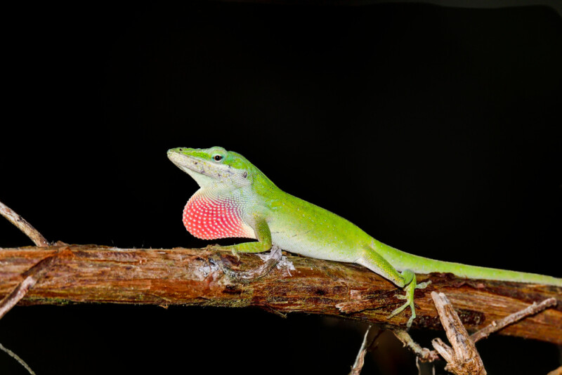 Anoles Breeding Guide & Information » Petsoid
